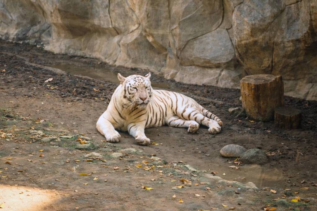 Manila Zoo in 2026: What to Expect and Why It Disappoints – neushimo